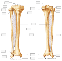 Fibula And Tibia Unlabeled